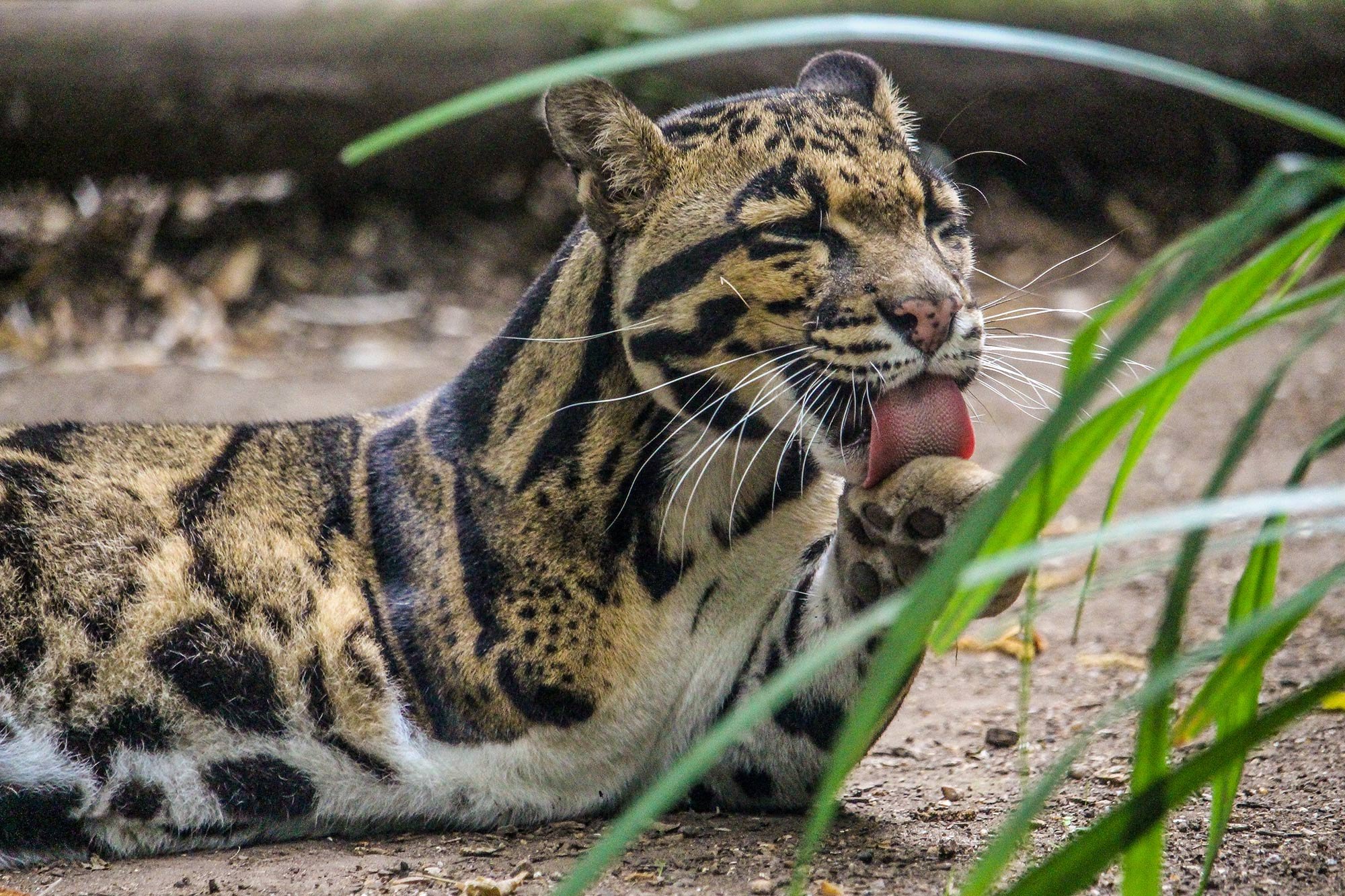 Species spotlight: Clouded leopard