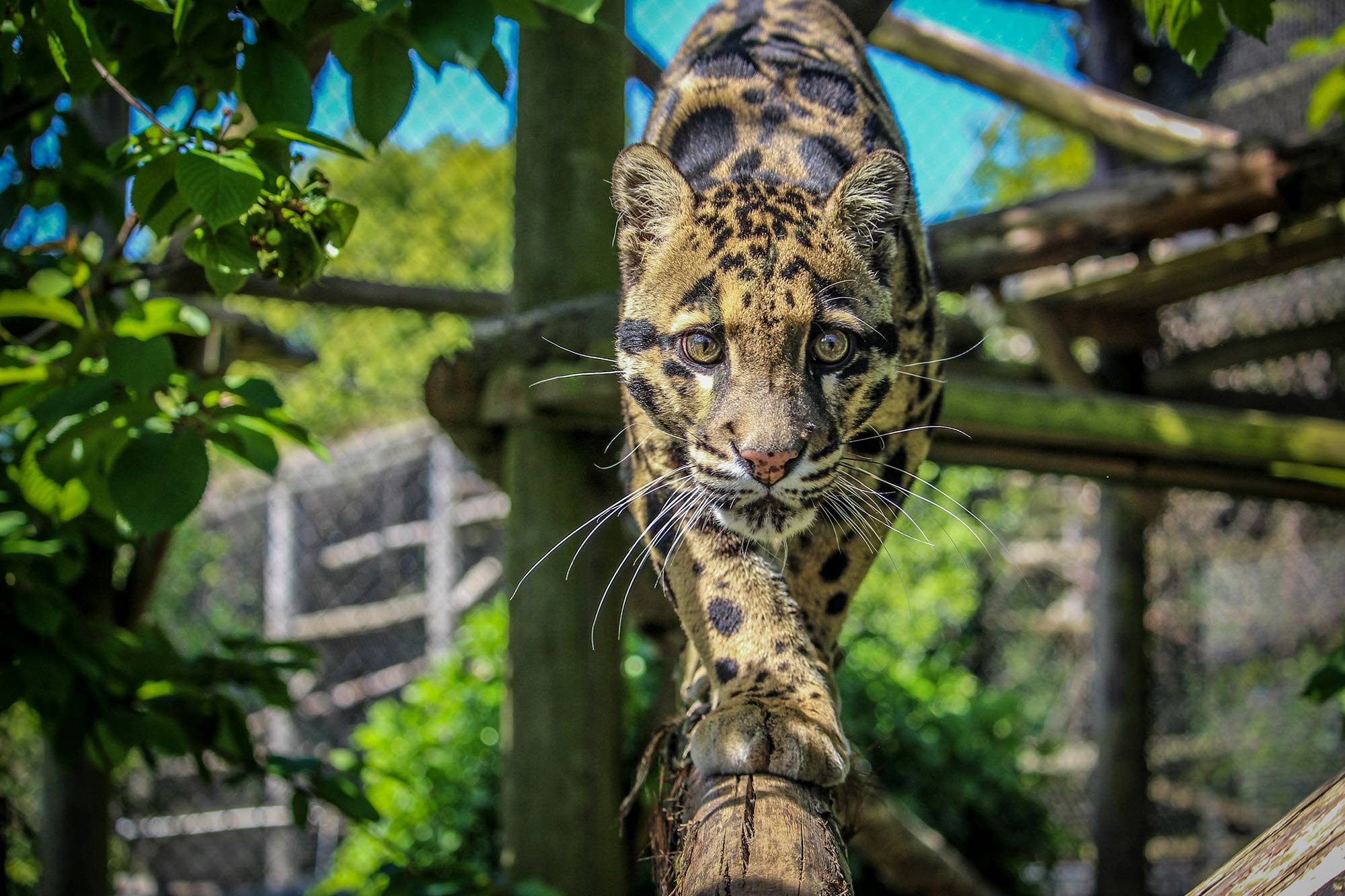 Species spotlight: Clouded leopard