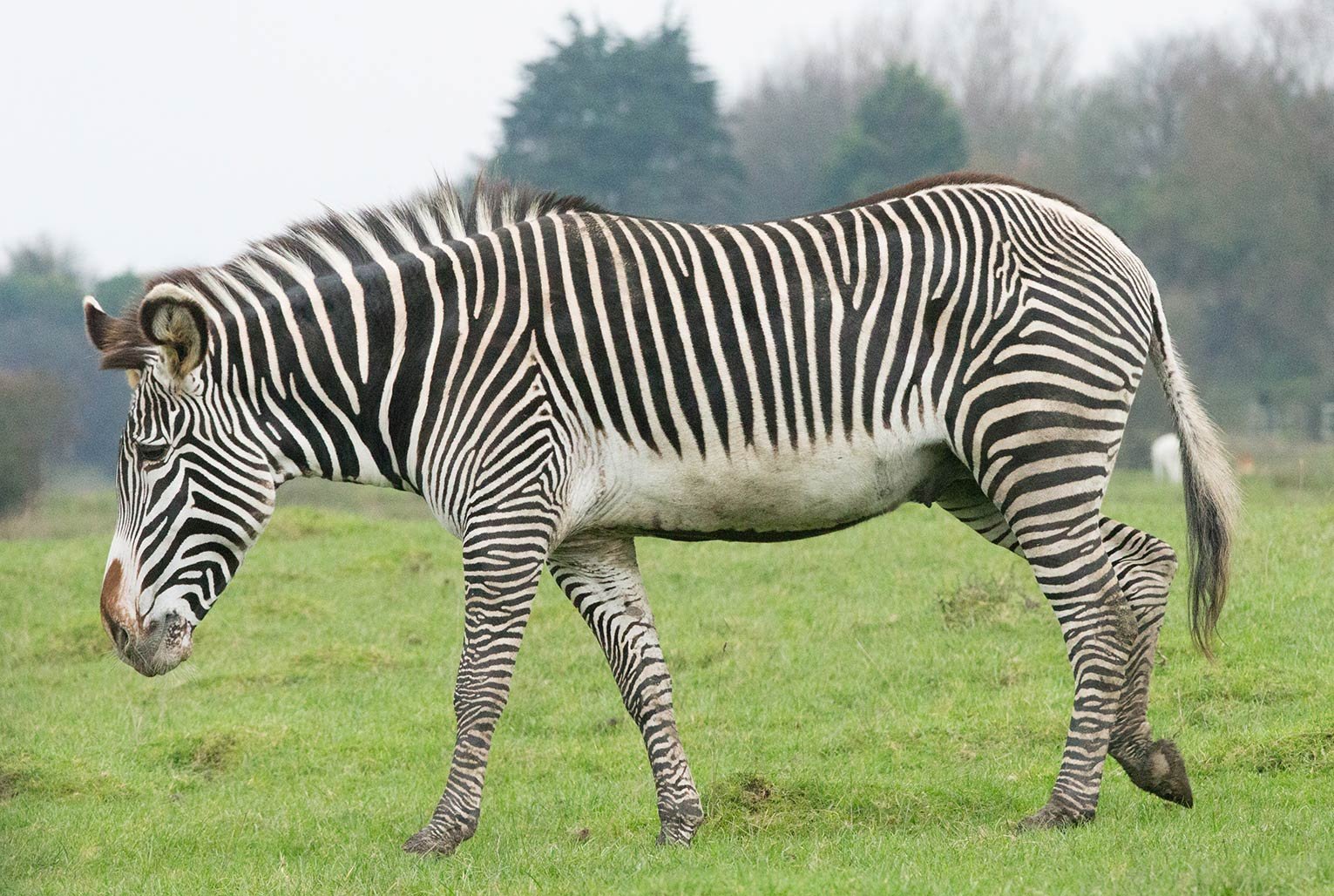 Dazzling zebra facts!