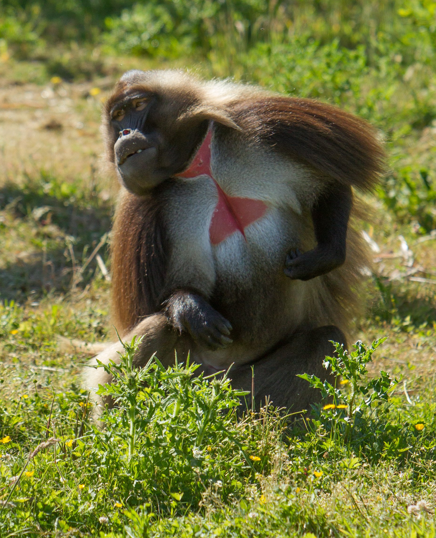 Species Spotlight: Gelada Baboon