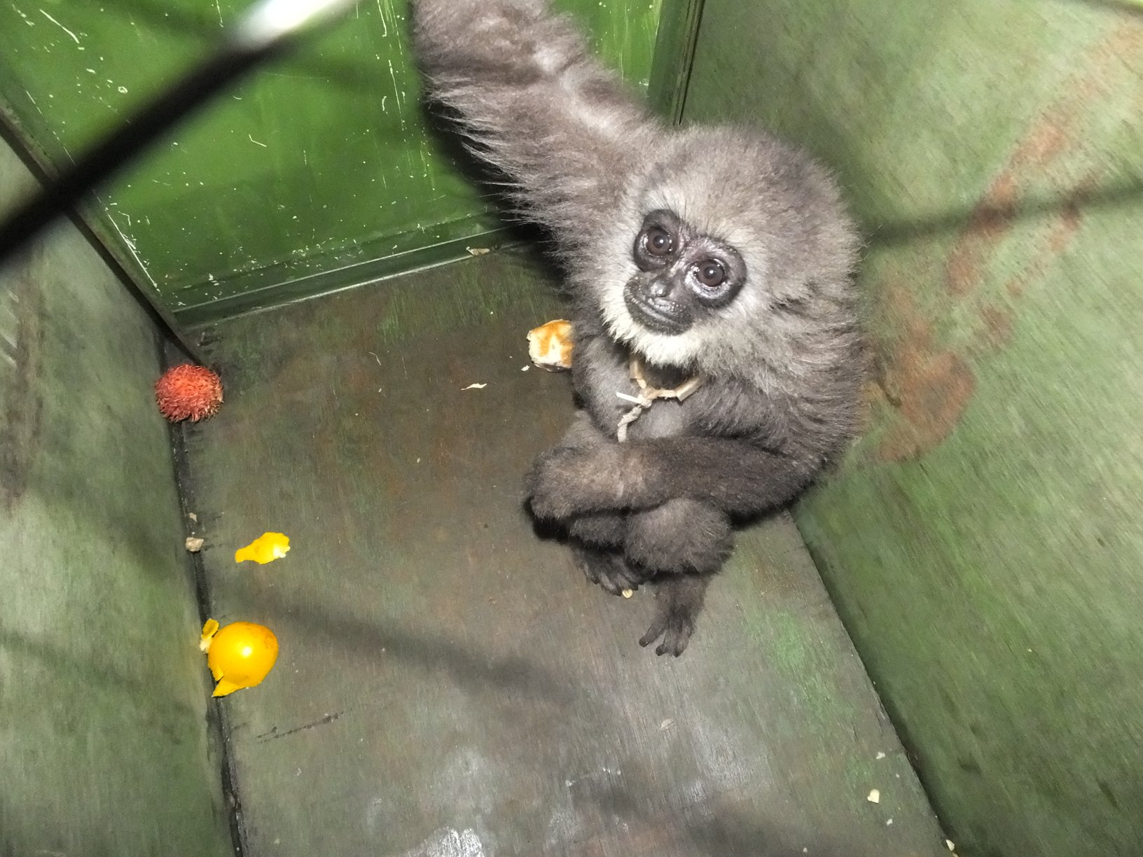 Reinforcement of the Endangered Javan gibbon (Hylobates moloch ...