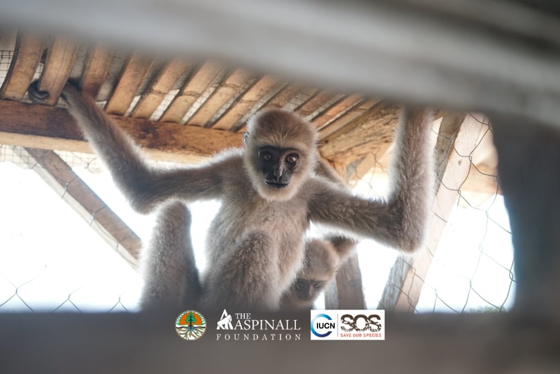 The Endangered Javan Gibbon - a species at risk of extinction