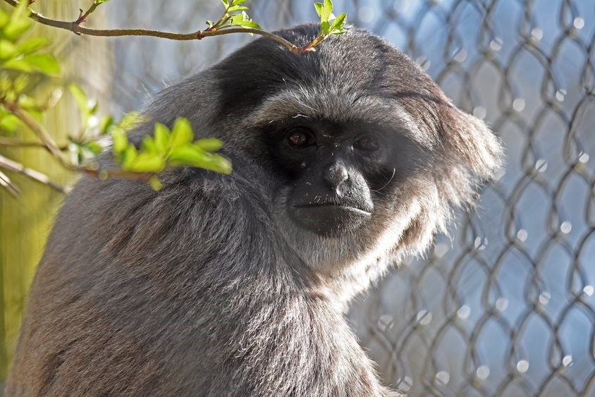 The Coronavirus Pandemic Delays the Repatriation of Javan Gibbons to ...