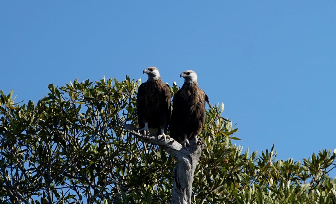 Working to Protect the Madagascar Fish-Eagle at Four Breeding Sites in ...