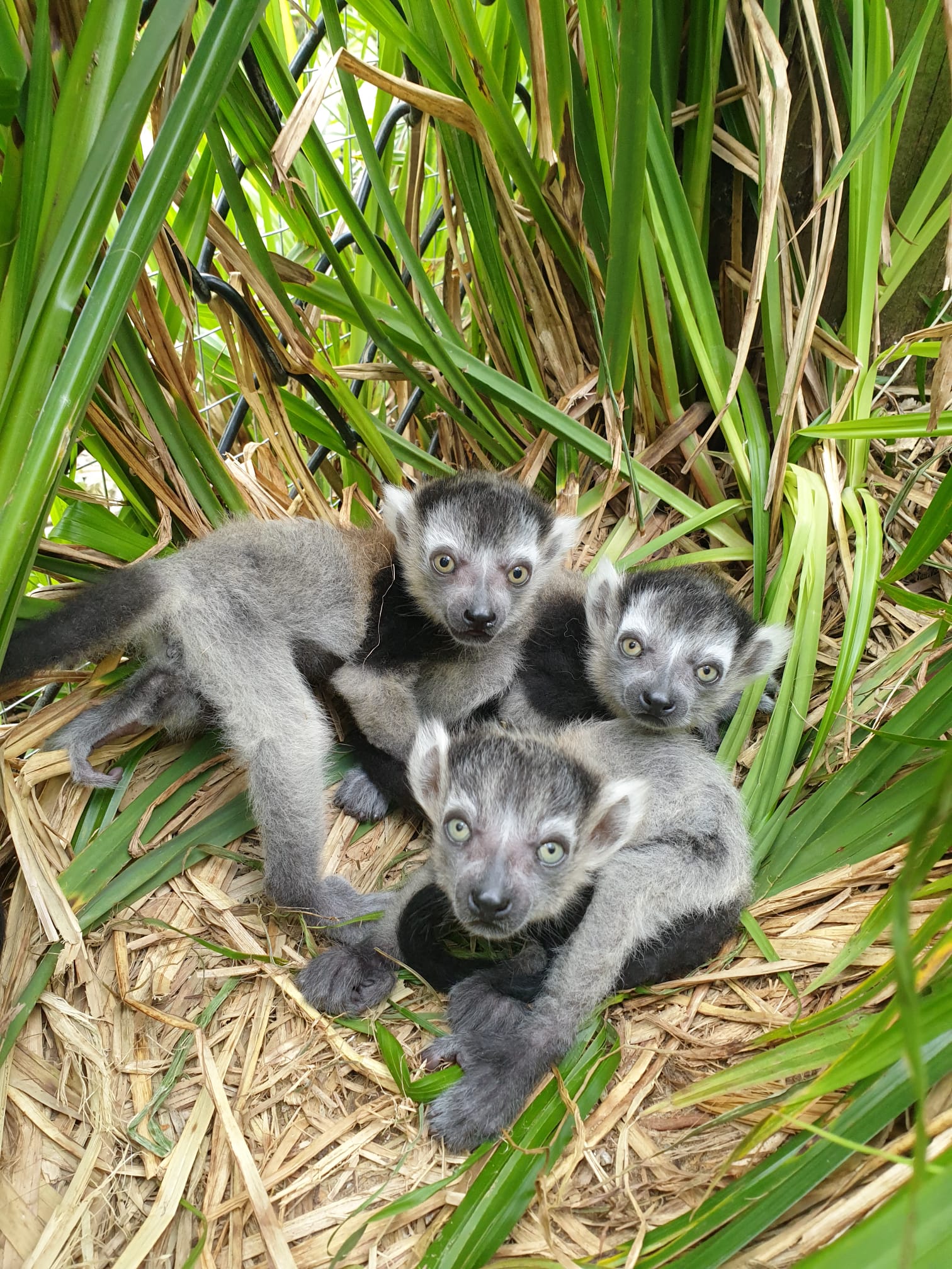 Critically Endangered Lemur Triplets Born at Port Lympne Reserve
