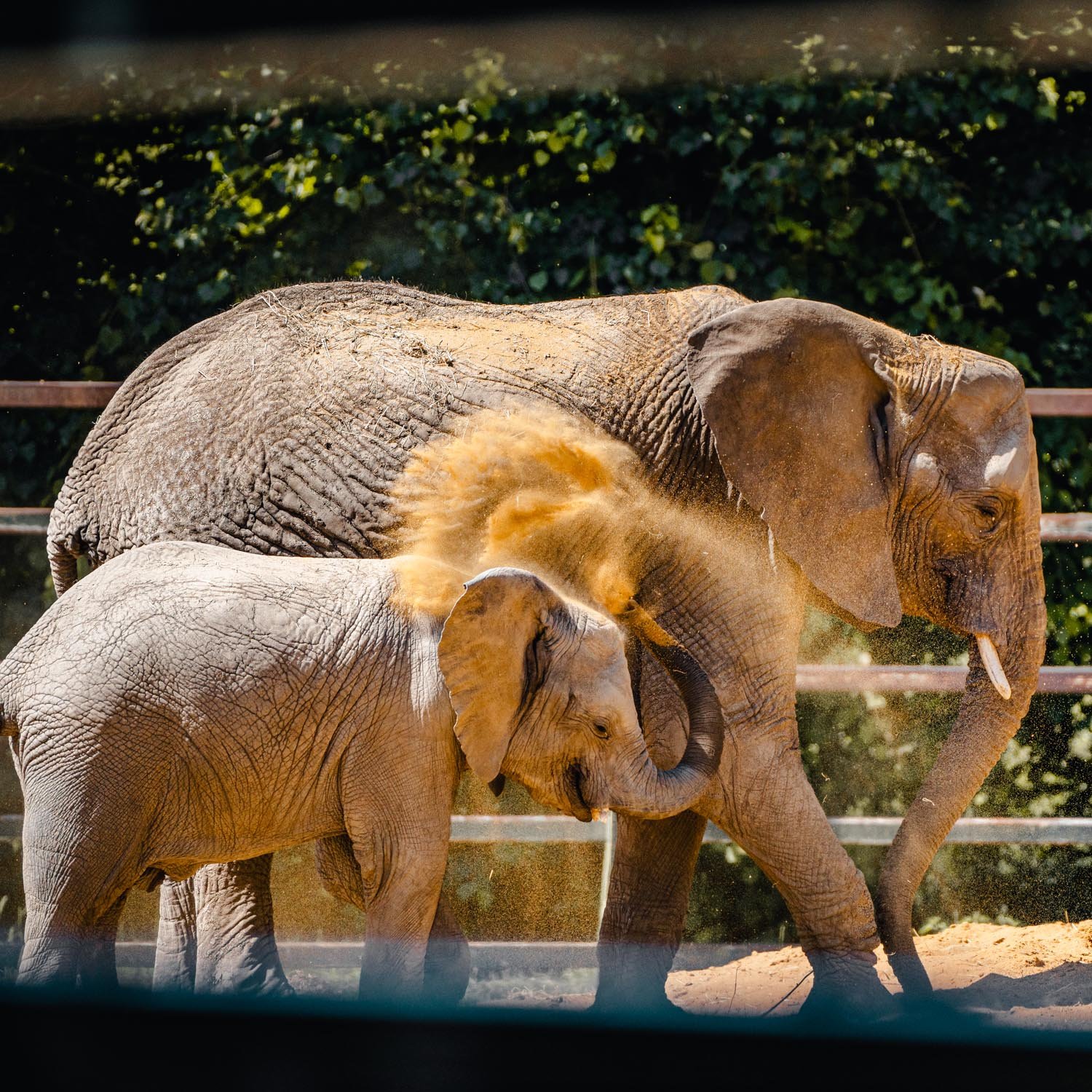 World-First Elephant Translocation Progresses