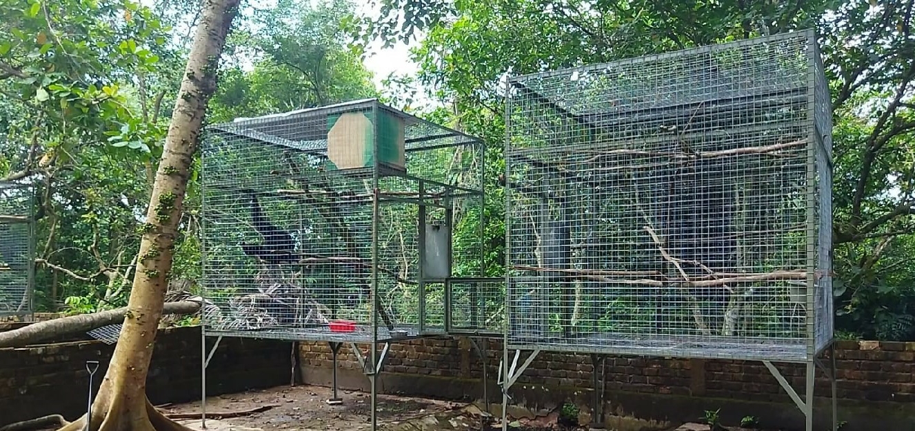Siamang project update - January 2023