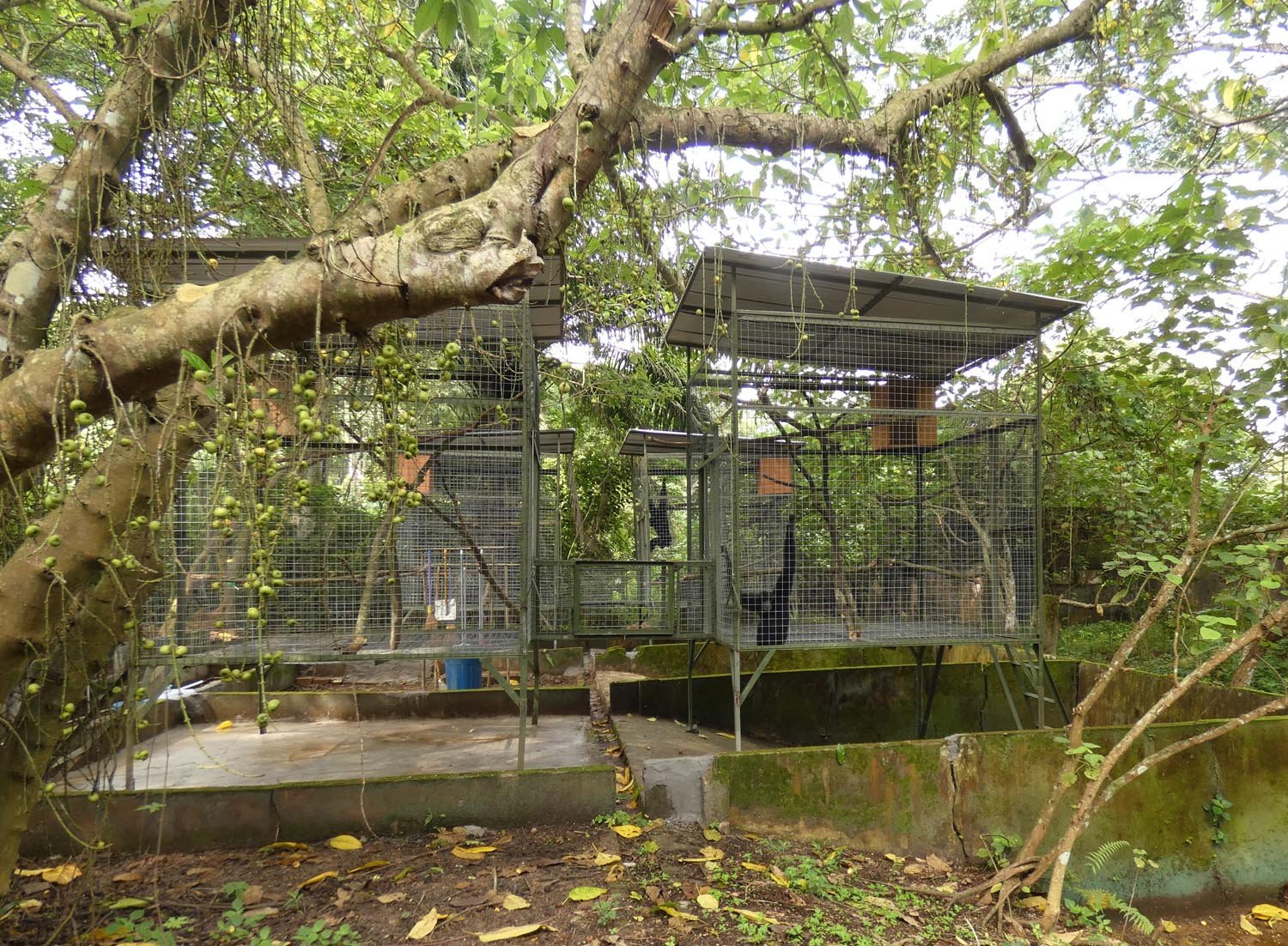 Siamang Rehabilitation Centre Operational
