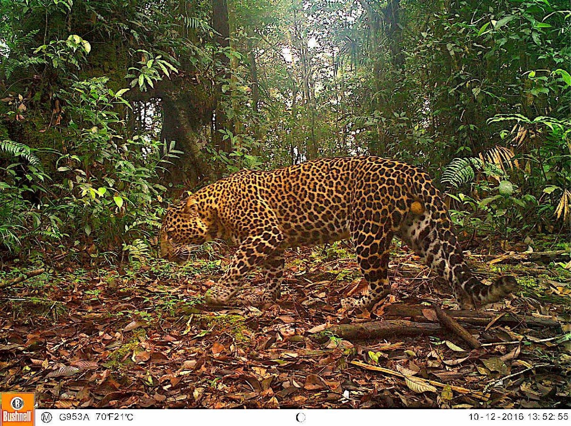 Community Rangers in Java Put Training into Practice