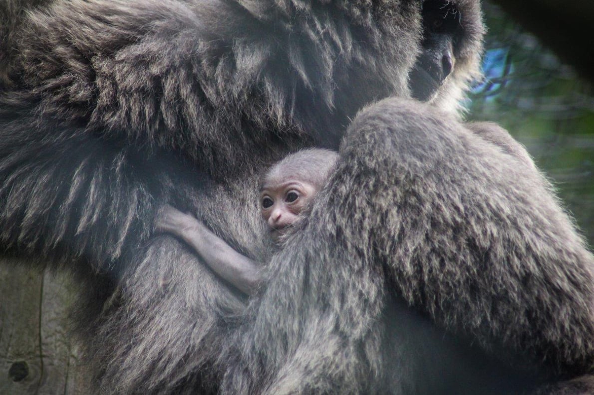 Baby Javan Gibbon Makes Debut At Port Lympne Hotel & Reserve