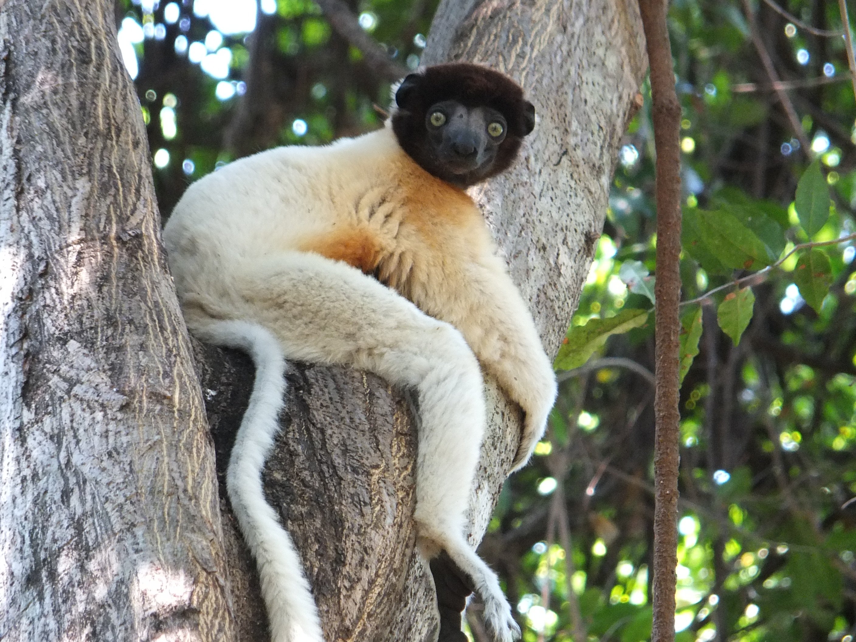 Giant leap for conservation in Madagascar