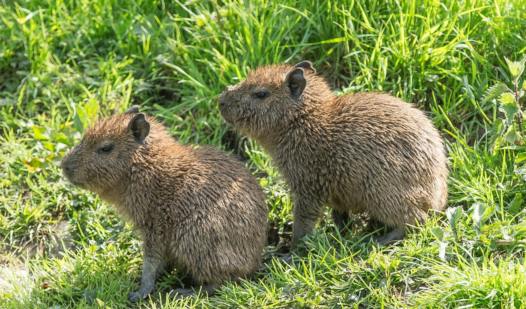 Capybara Pups Make A Splash On Their Debut!