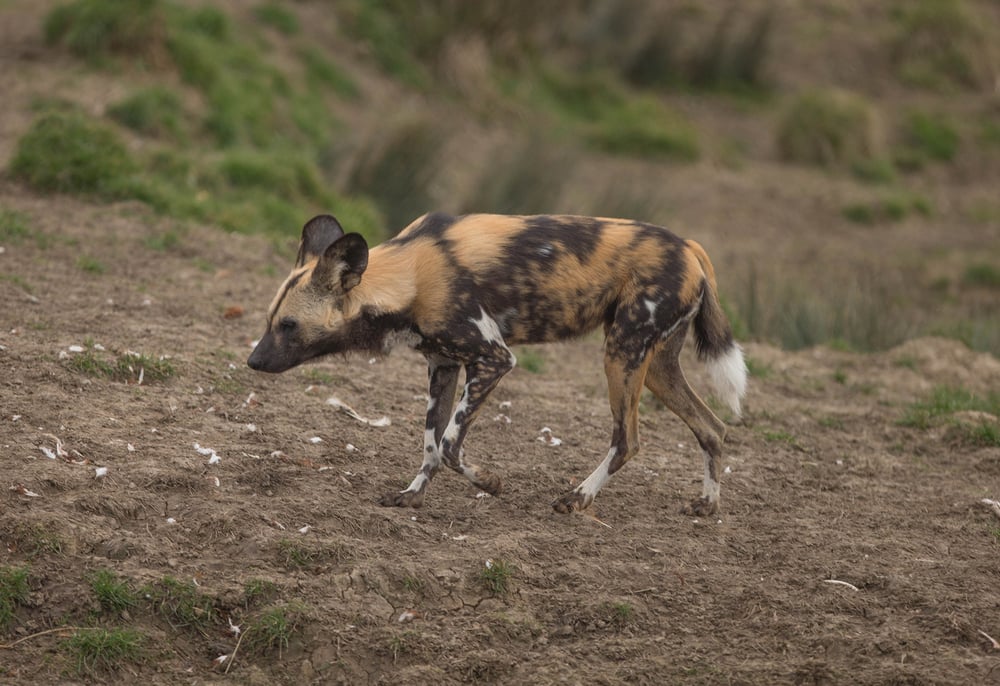 UK First as African Painted Dog Pack Relocated to Africa