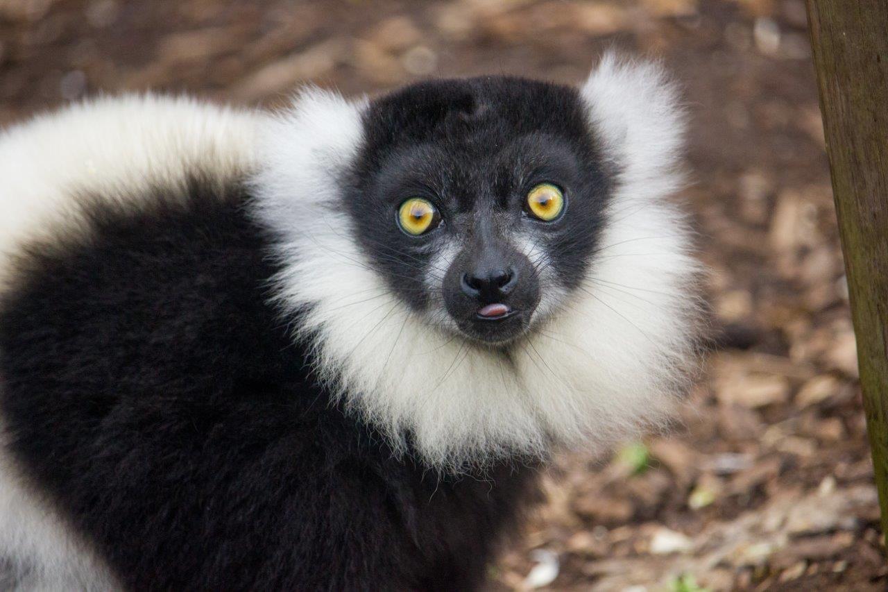 Howletts Animal Park - £1 kids offer - The Aspinall Foundation