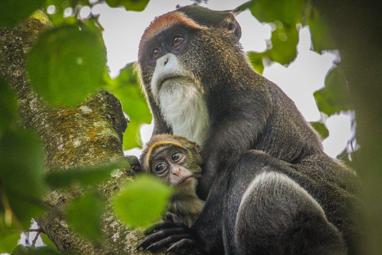 Public Appeal Launched To Help Name Baby De Brazza's Monkey