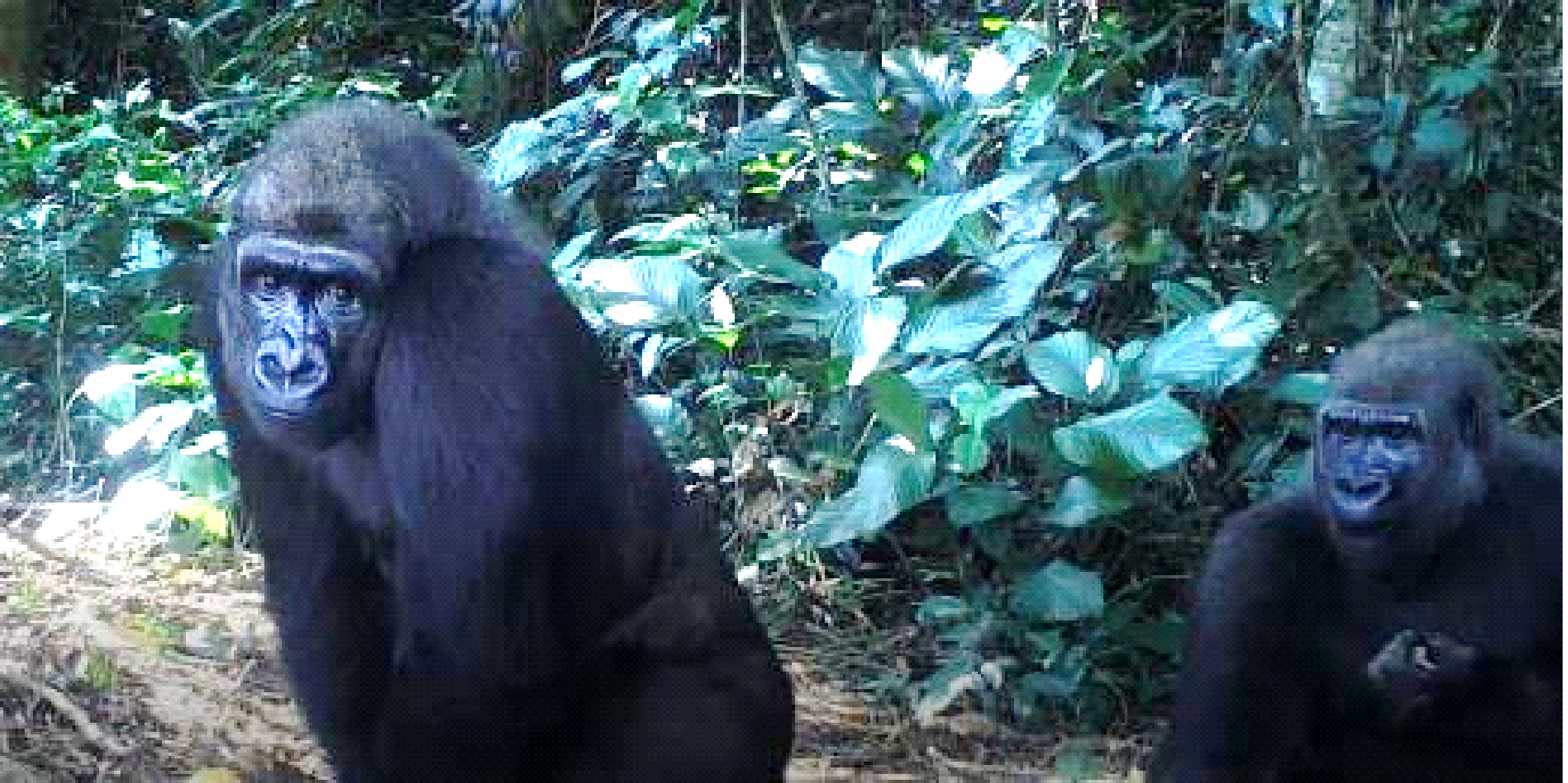 Advancing our Gorilla Protection Project in Congo & Gabon