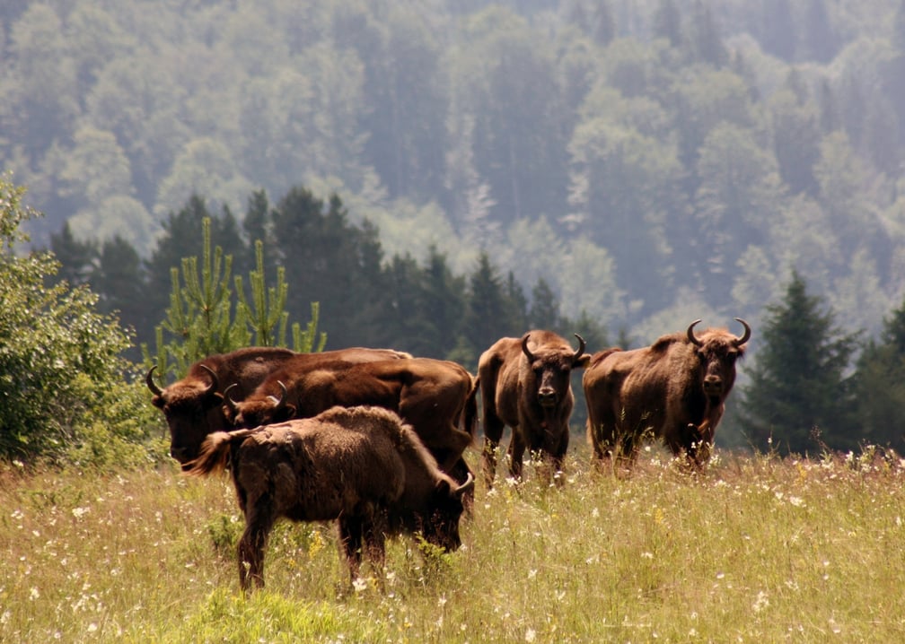 European Bison Update 2019