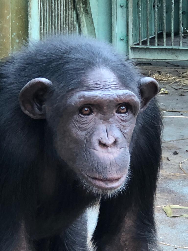 We continue our groundbreaking Back to Wild campaign with the chimp and ...